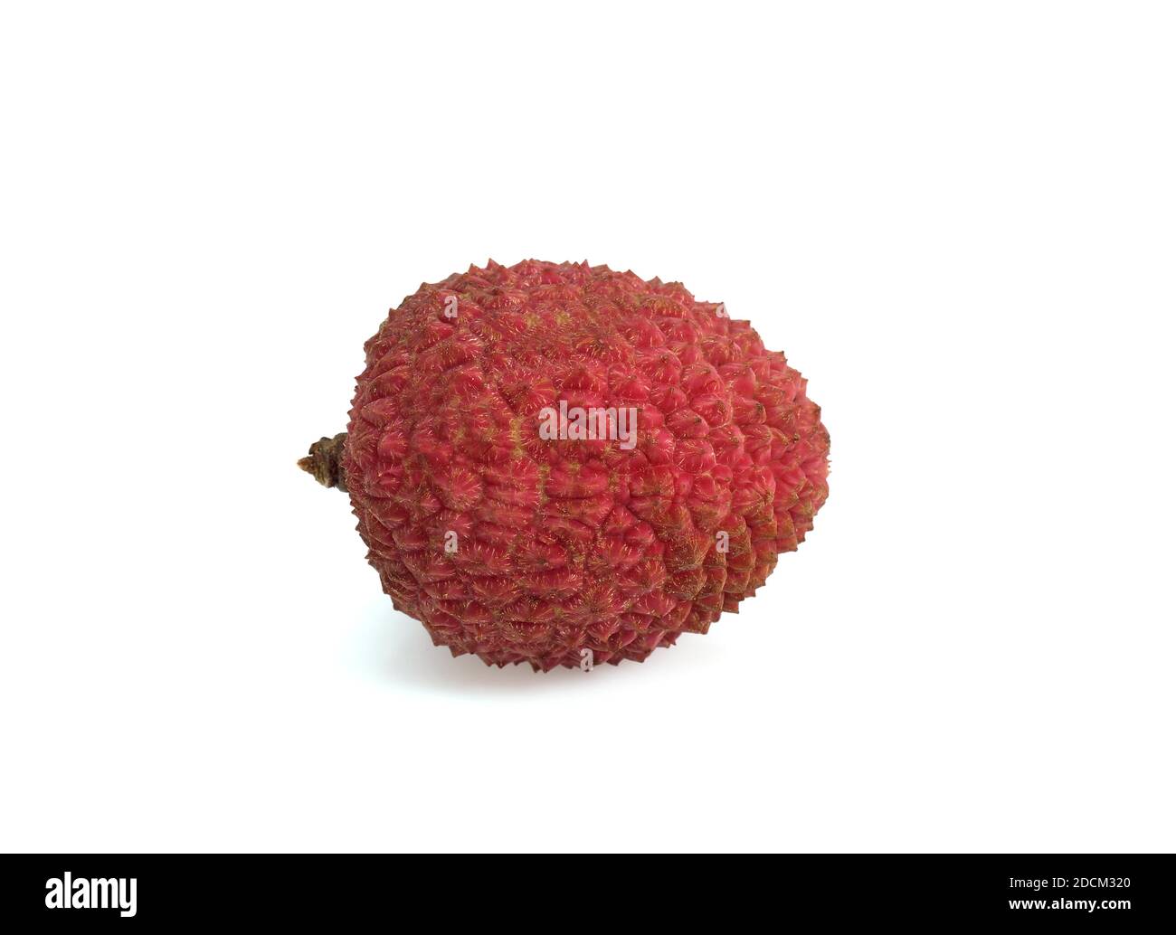 LITCHI OR LITCHEE litchi sinensis AGAINST WHITE BACKGROUND Stock Photo ...