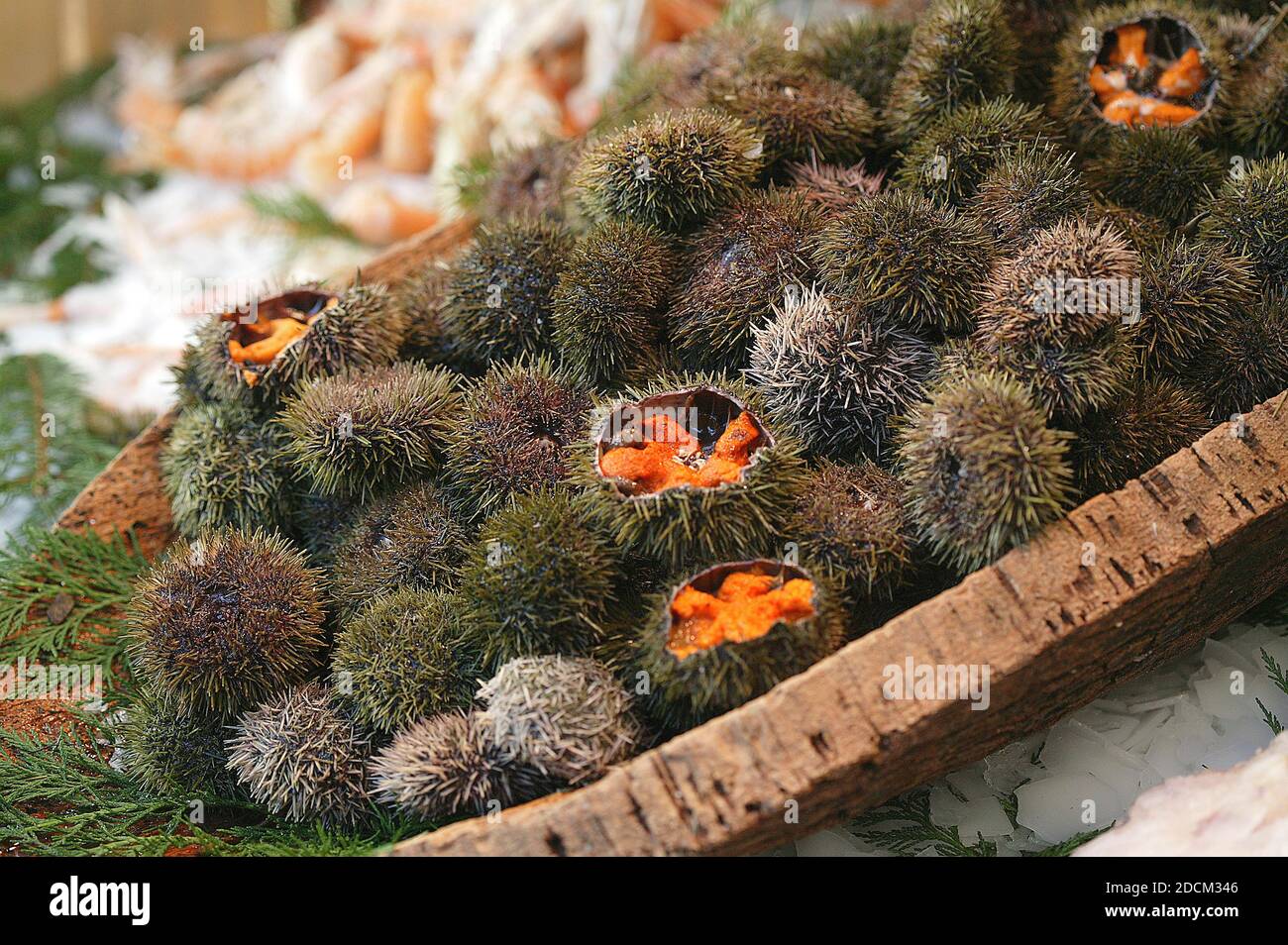 SEA URCHINS AT A FISH STALL Stock Photo - Alamy