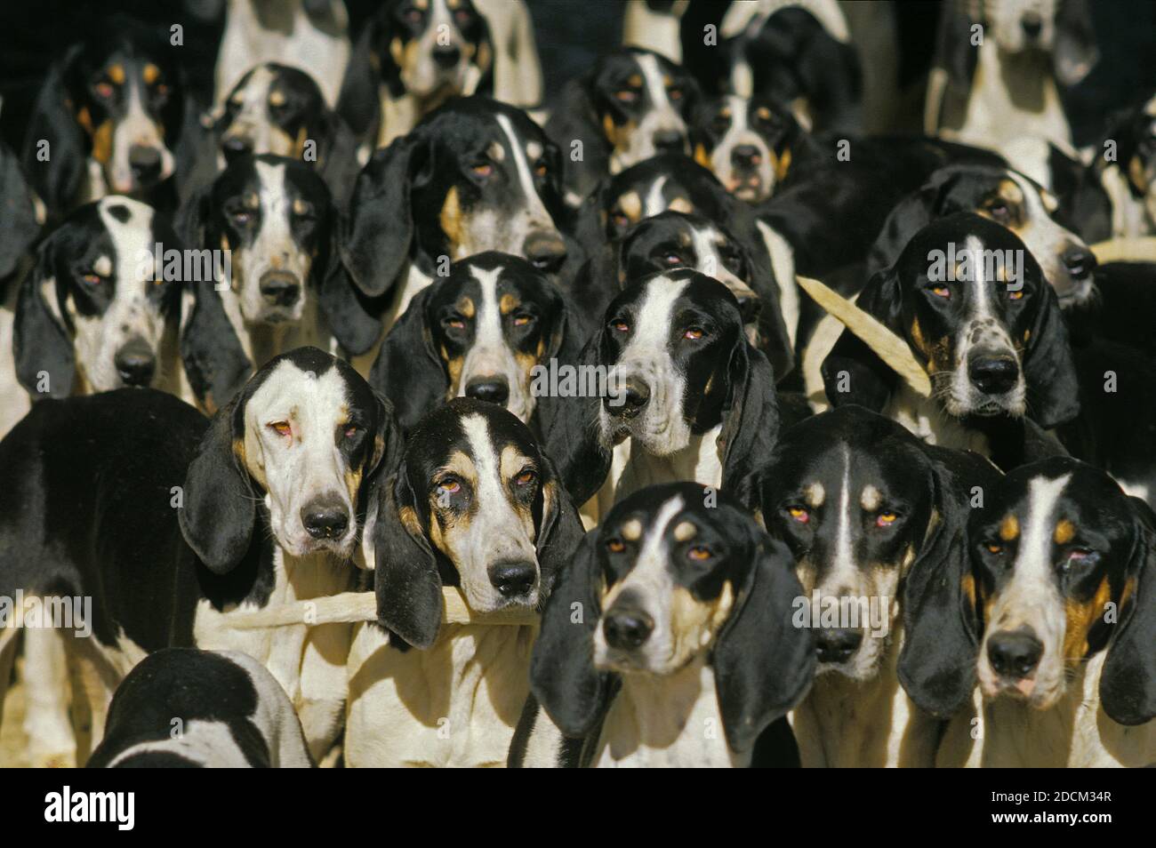 GREAT ANGLO-FRENCH WHITE AND BLACK HOUND, PACK OF ADULTS Stock Photo ...