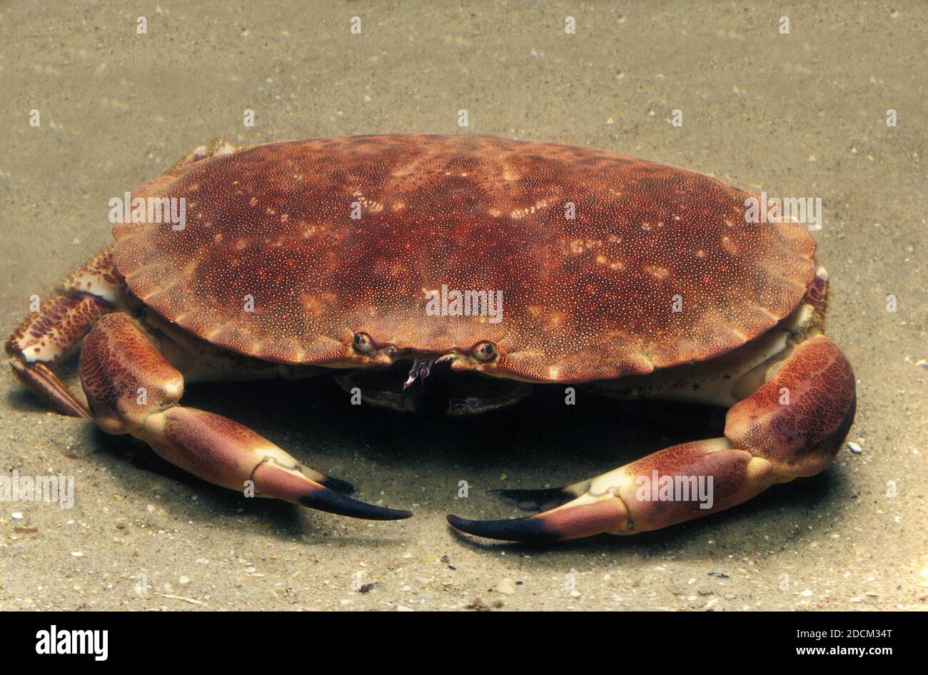 EDIBLE CRAB cancer pagurus Stock Photo - Alamy