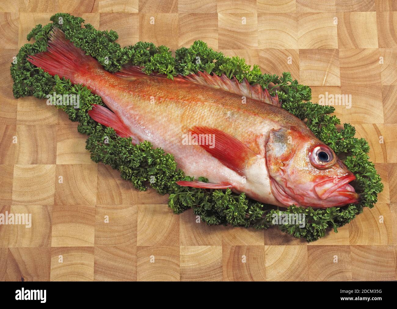 FRESH GROUPER WITH PARSLEY AT A FISH STALL Stock Photo - Alamy