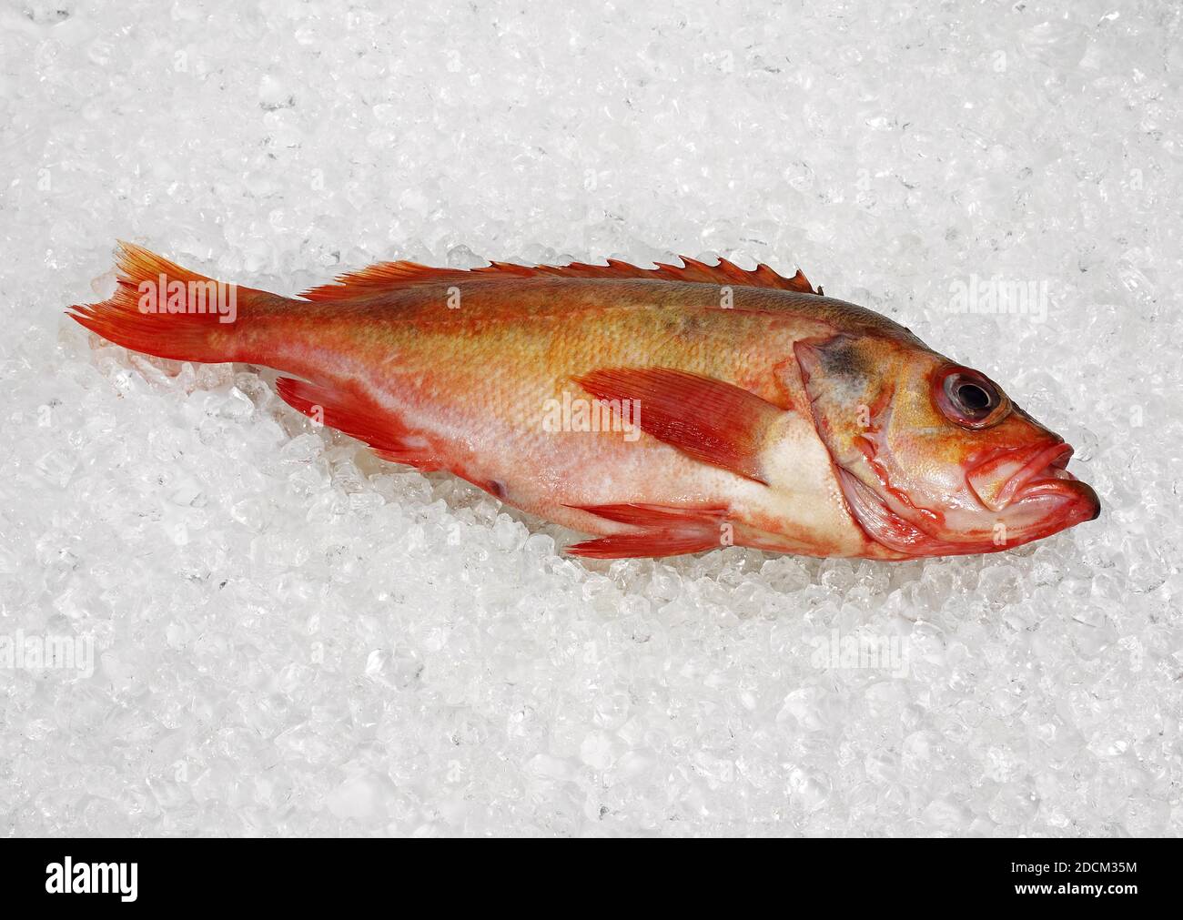 FRESH GROUPER ON ICE AT A FISH STALL Stock Photo - Alamy