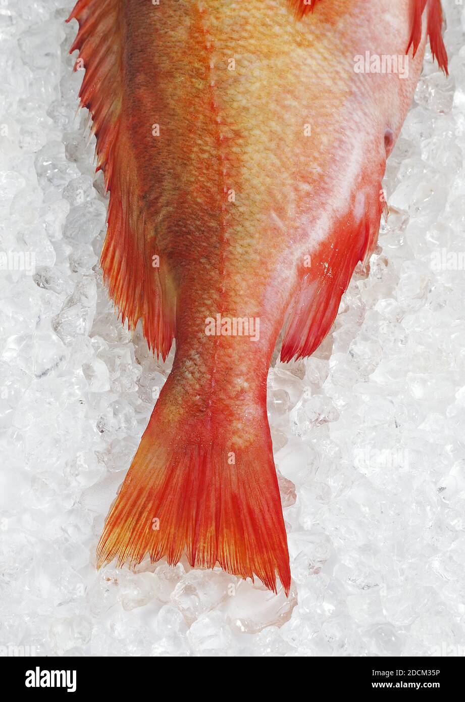 FRESH GROUPER ON ICE AT A FISH STALL Stock Photo - Alamy