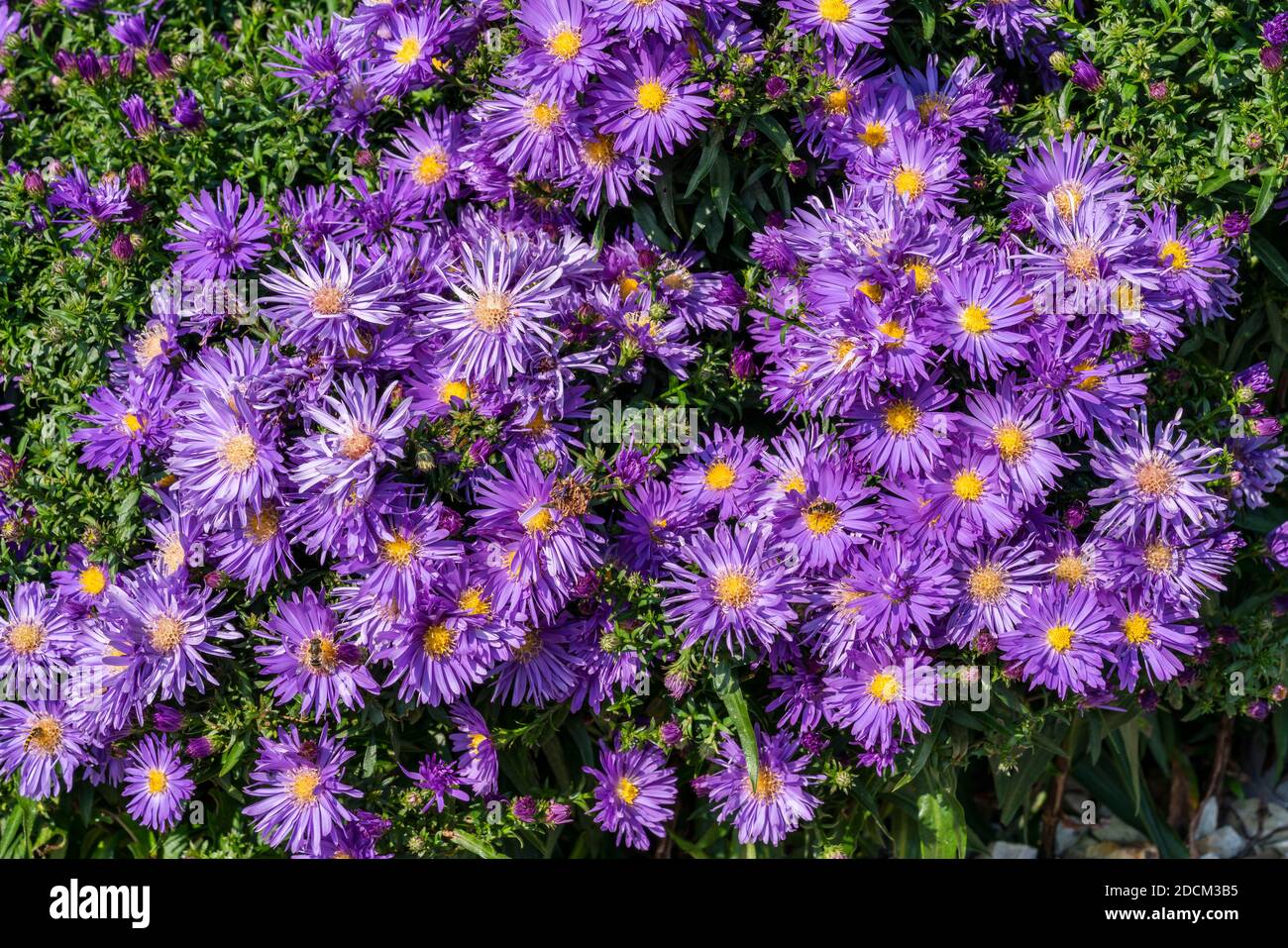 Aster 'Herfstweelde' (Autumn Wealth) a lavender blue herbaceous ...