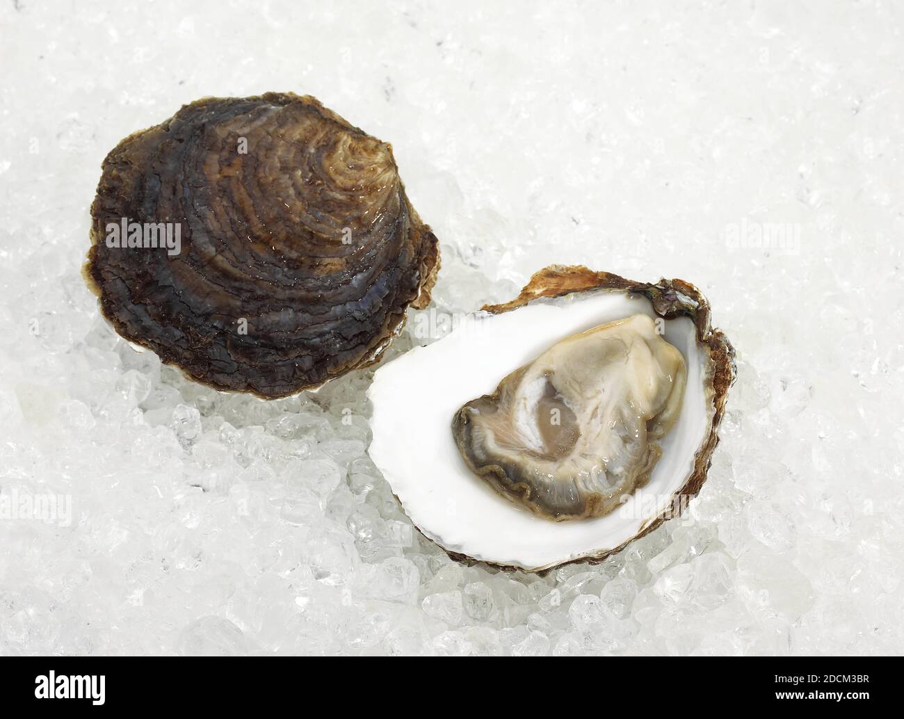 BELON OYSTER ostrea edulis, A FRENCH SPECY ON ICE Stock Photo - Alamy