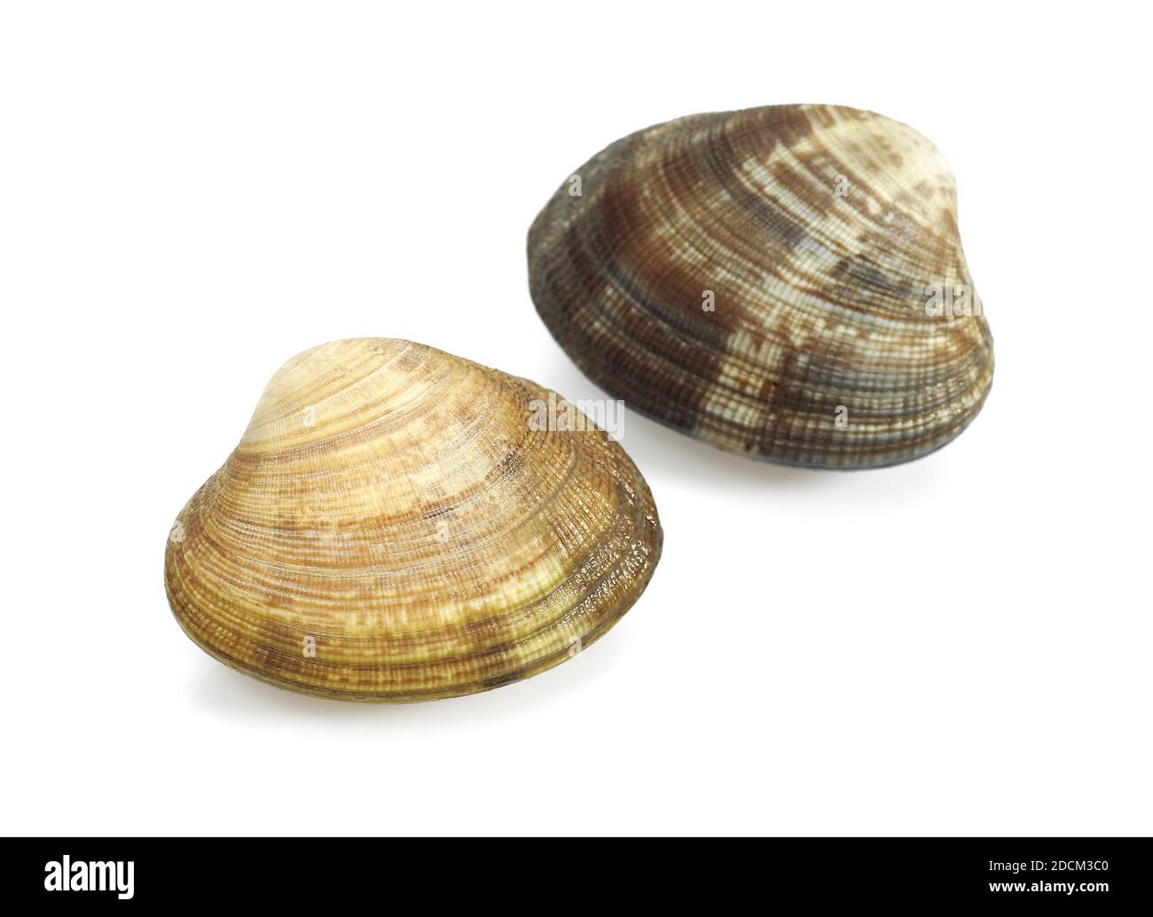 CLAMS venerupis sp AGAINST WHITE BACKGROUND Stock Photo - Alamy