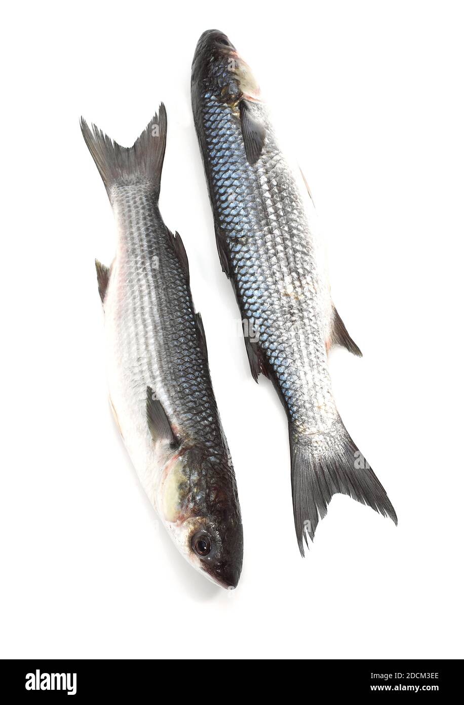 MULLET chelon labrosus AGAINST WHITE BACKGROUND Stock Photo - Alamy