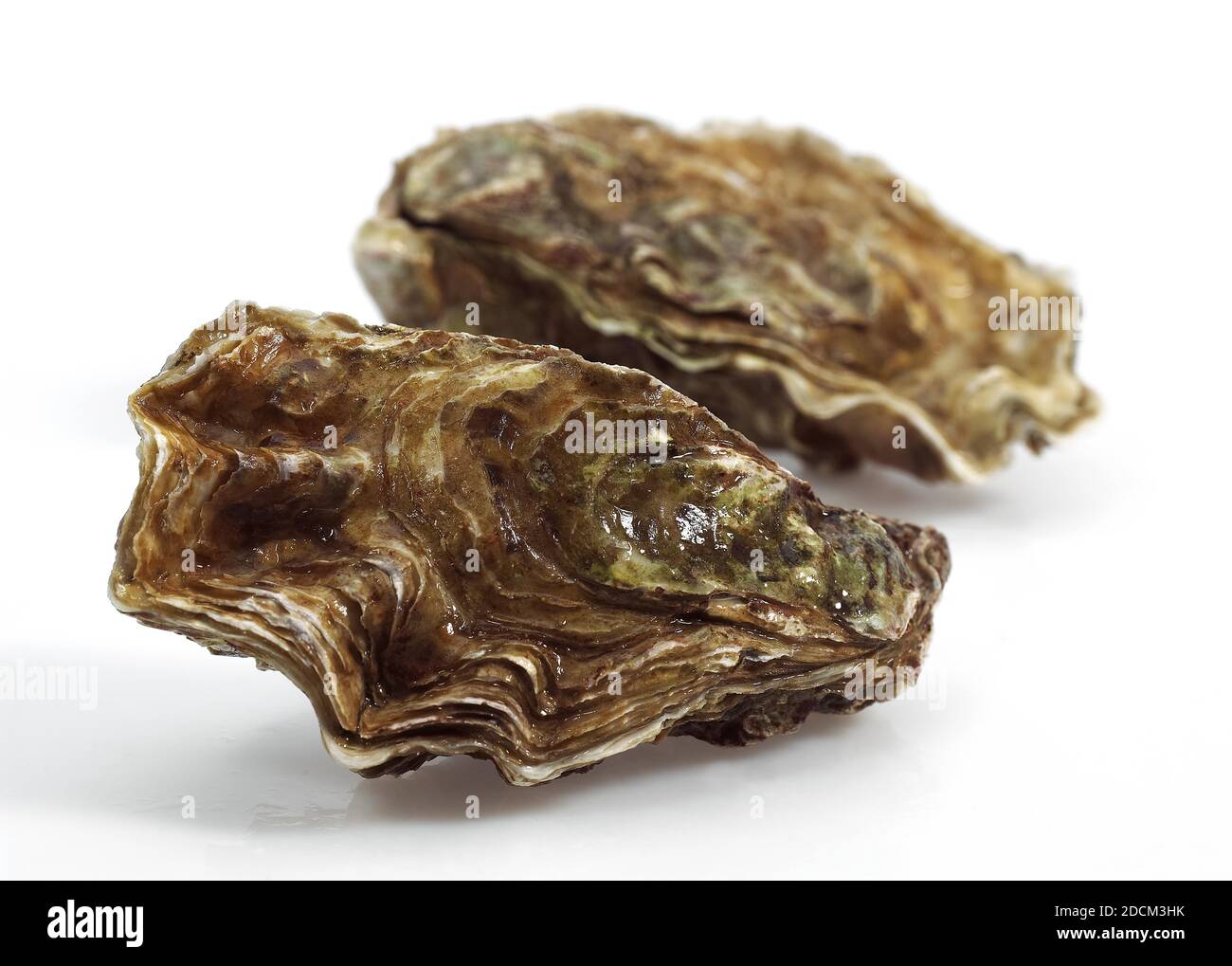 Common oyster ostrea edulis hi-res stock photography and images - Alamy