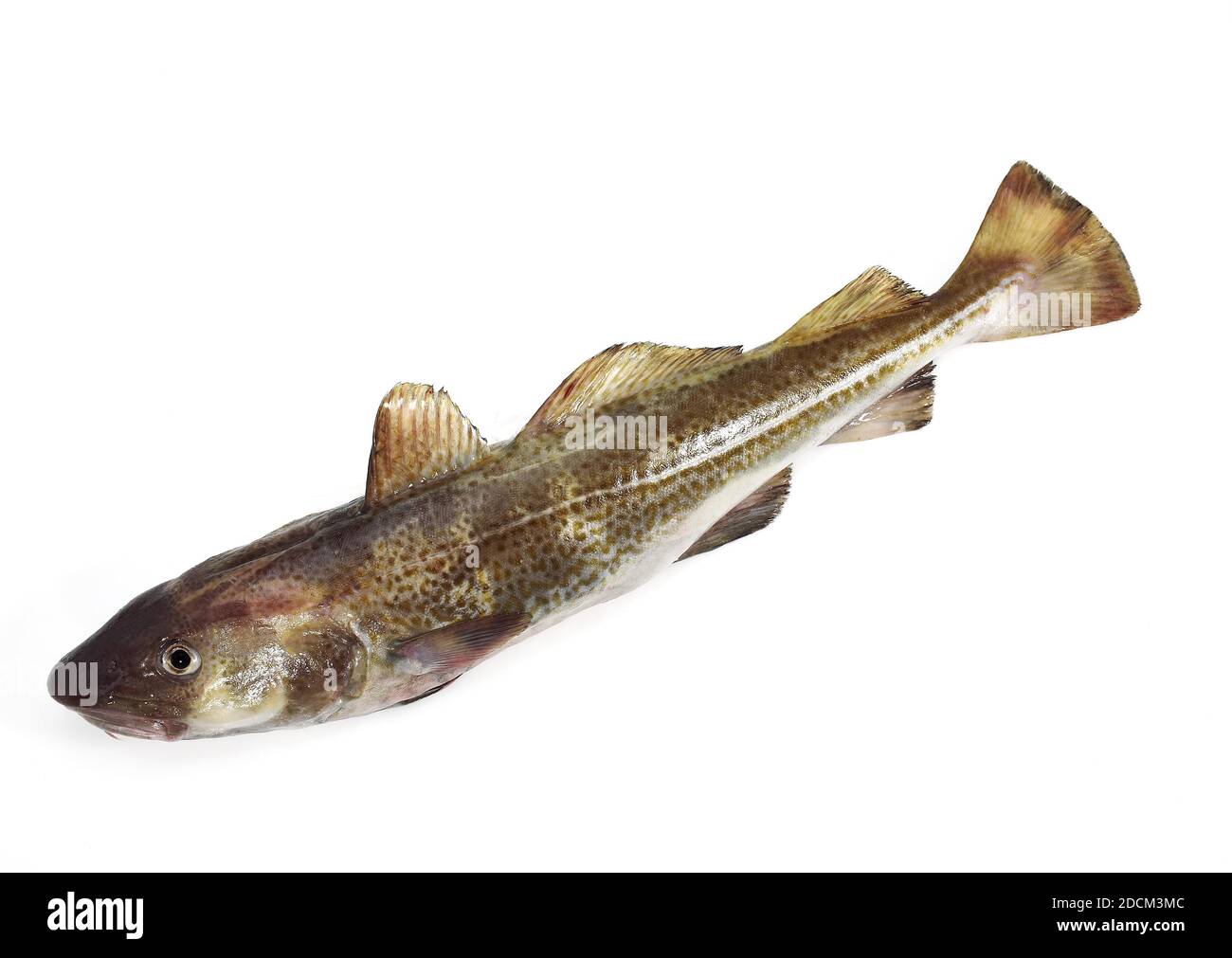 FRESH COD gadus morhua AGAINST WHITE BACKGROUND Stock Photo - Alamy
