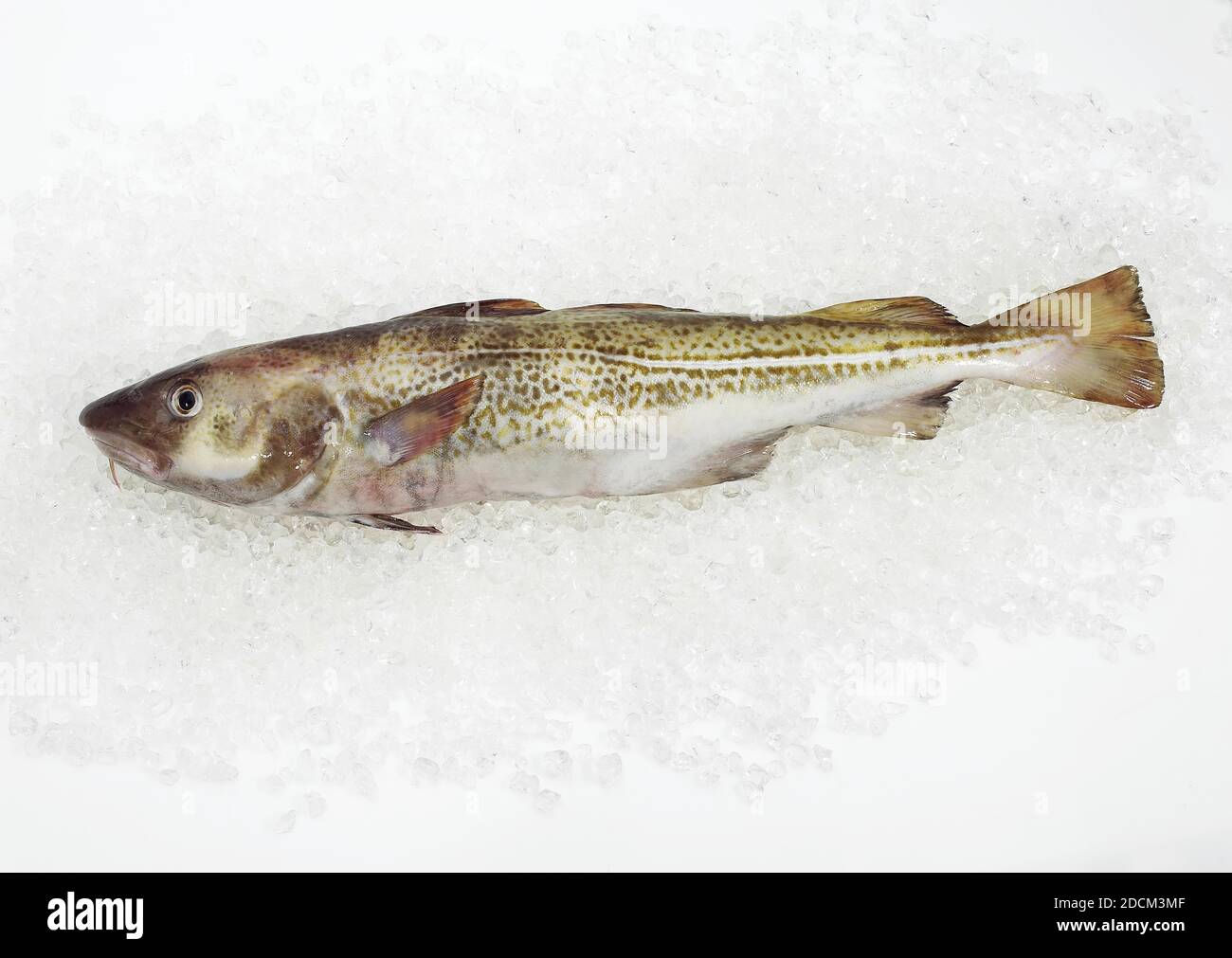 Atlantic cod and ice hi-res stock photography and images - Alamy