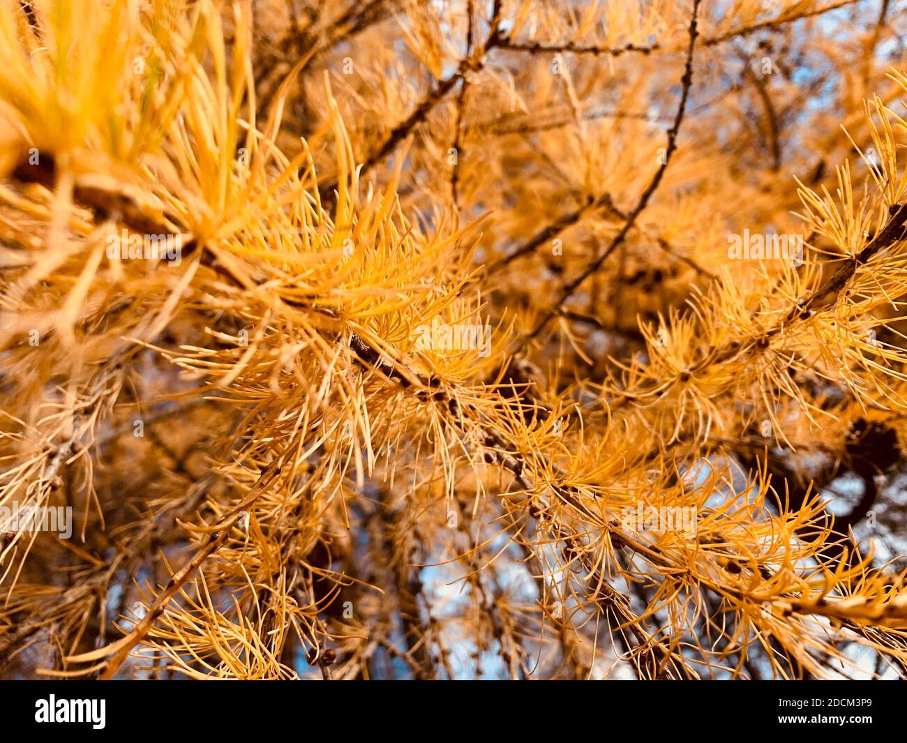 Close up of olden larch tree Stock Photo - Alamy