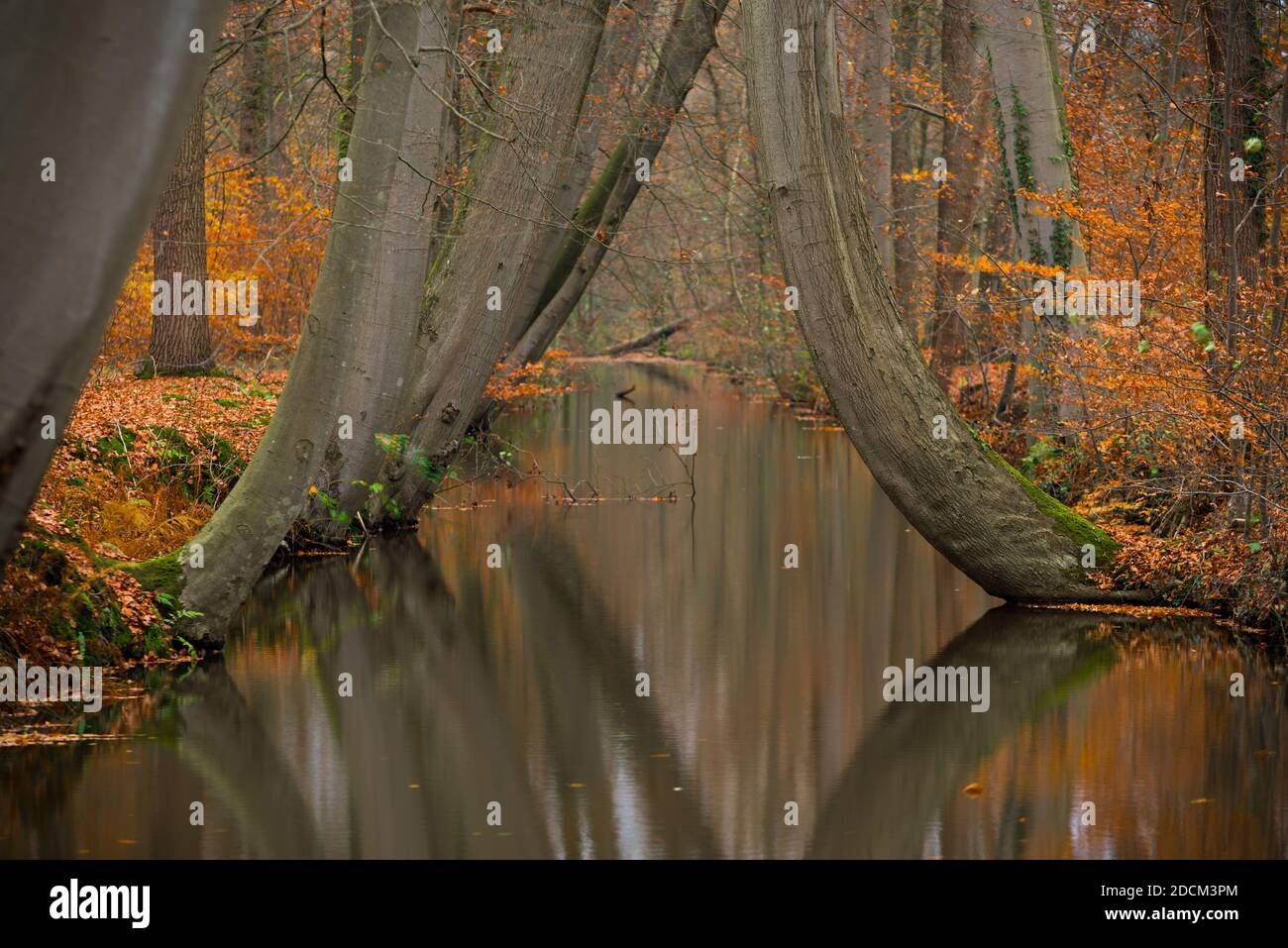 Golden autumn foliage overhanging hi-res stock photography and images ...