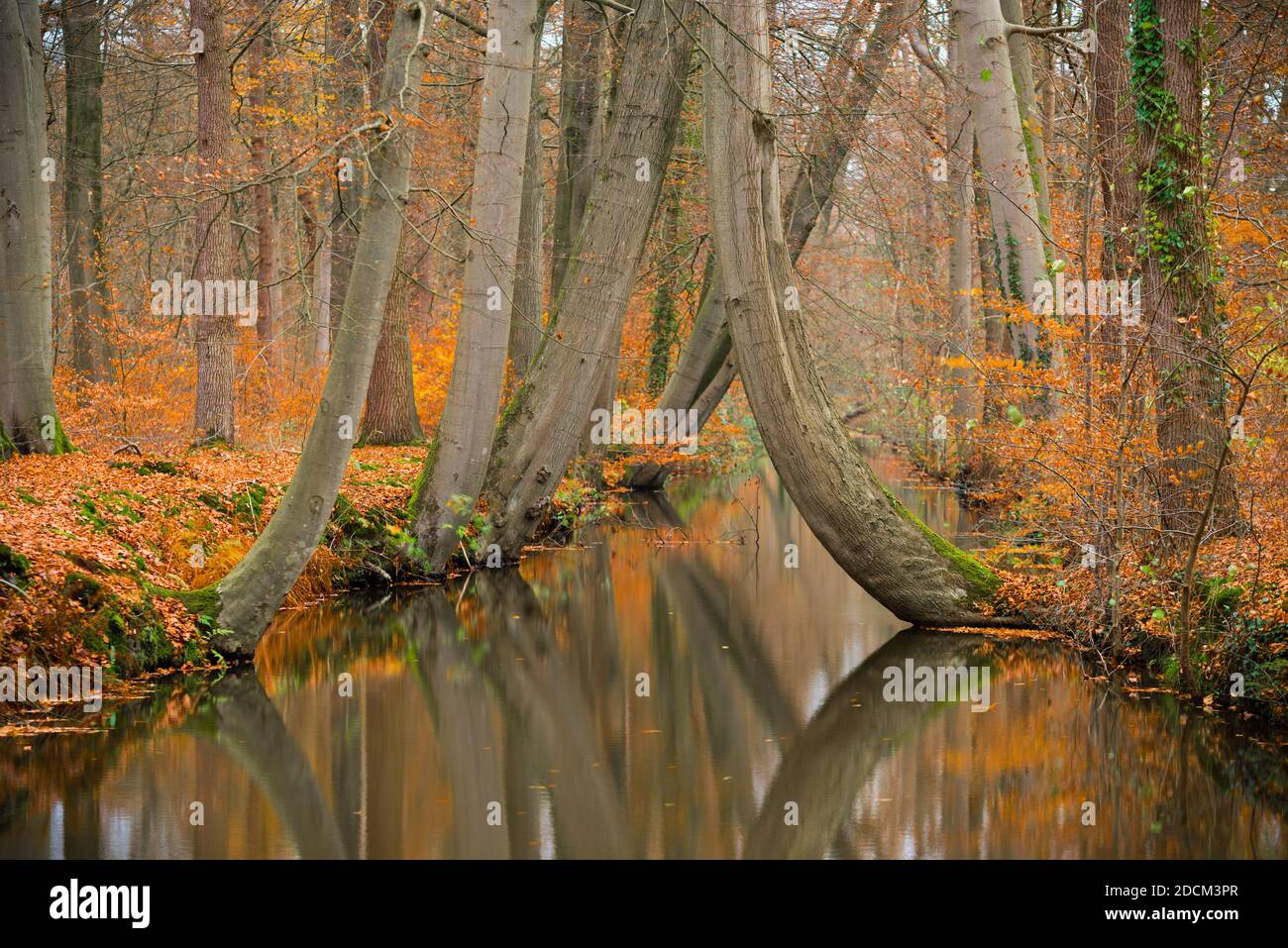 ditch in an autumn forest with overhanging trees Stock Photo - Alamy