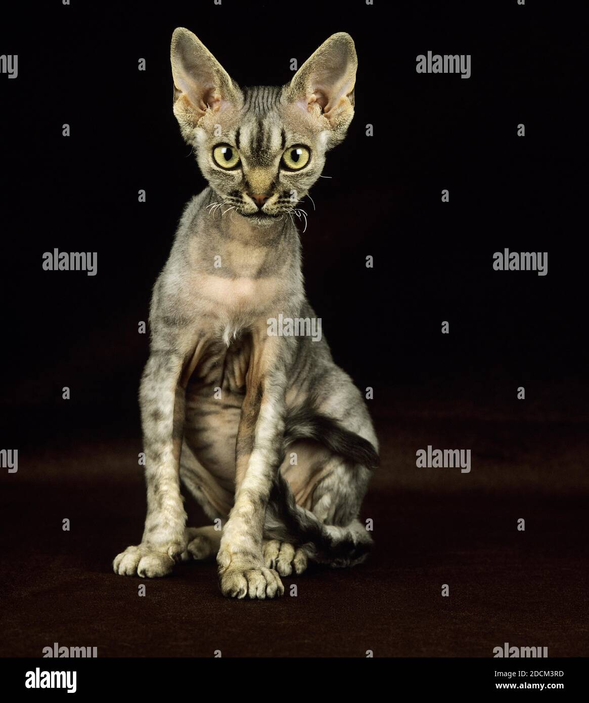 REX DEVON CAT, ADULT SITTING AGAINST BLACK BACKGROUND Stock Photo - Alamy