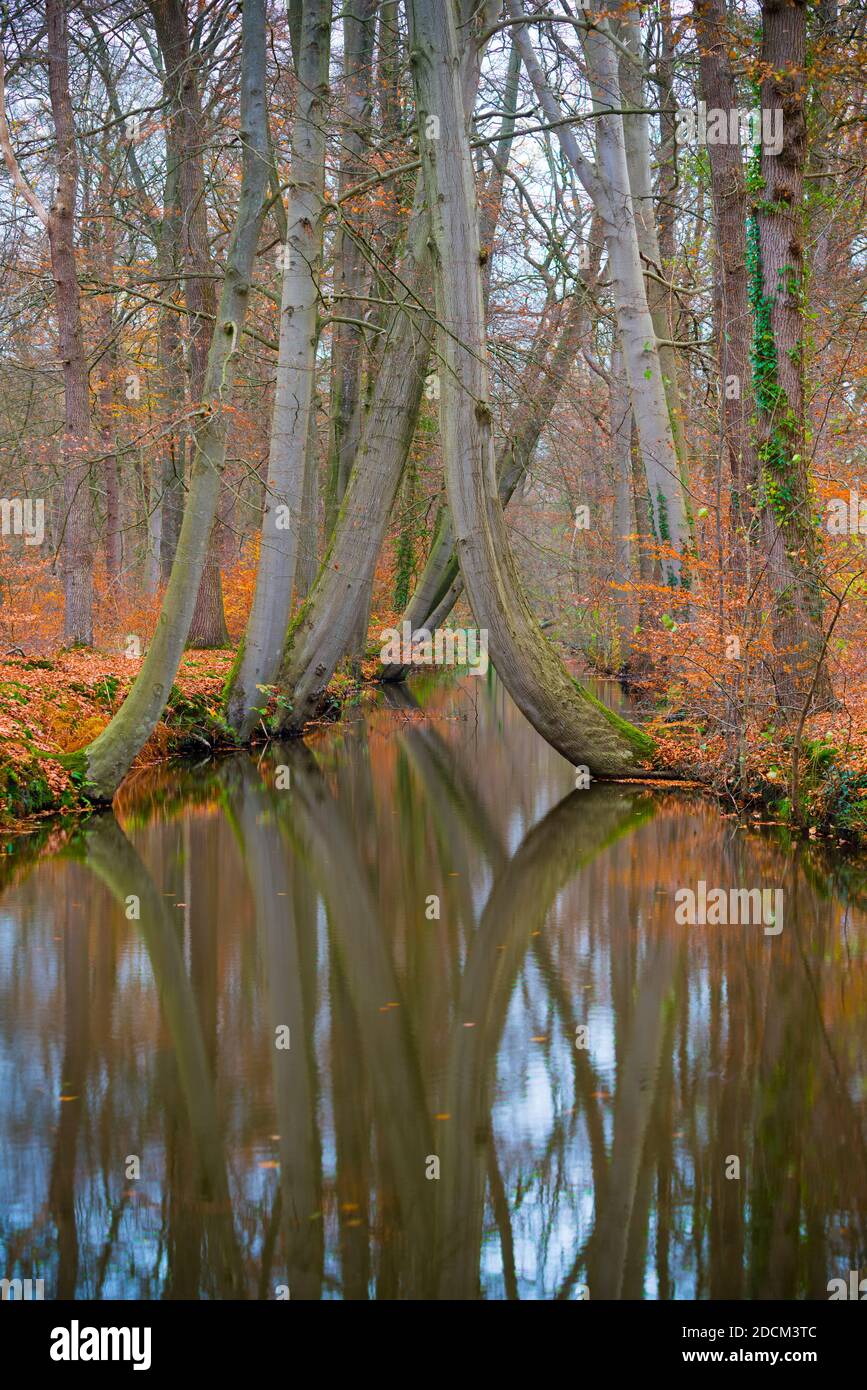 ditch in an autumn forest with overhanging trees Stock Photo - Alamy