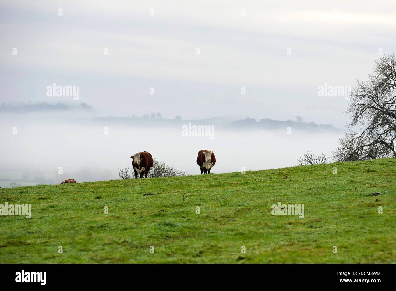 Autumn landscape, Mendip Hills and Cheddar Valley, Somerset Stock Photo ...