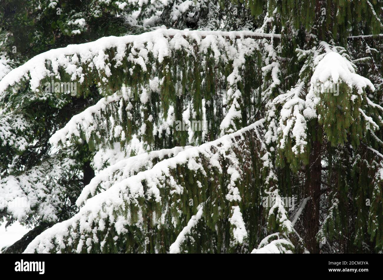 fir tree brunch with snow above the roof and white background Stock ...