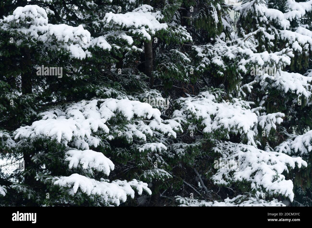 fir tree brunch with snow above the roof and white background Stock ...