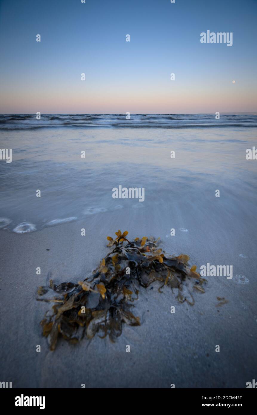 A shot of dry algae on the seashore on the sunrise scenery background ...