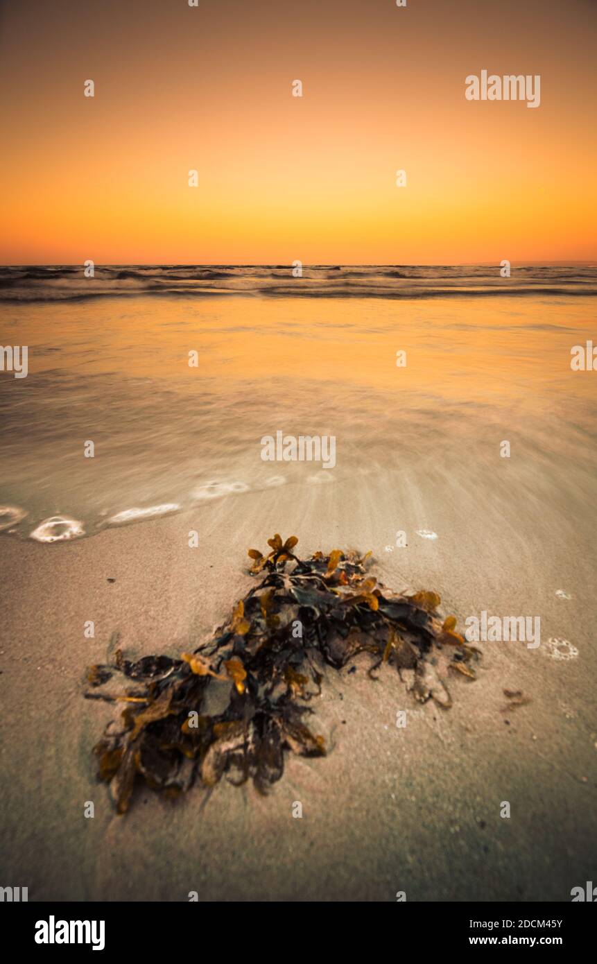 A shot of dry algae on the seashore on the sunset scenery background ...