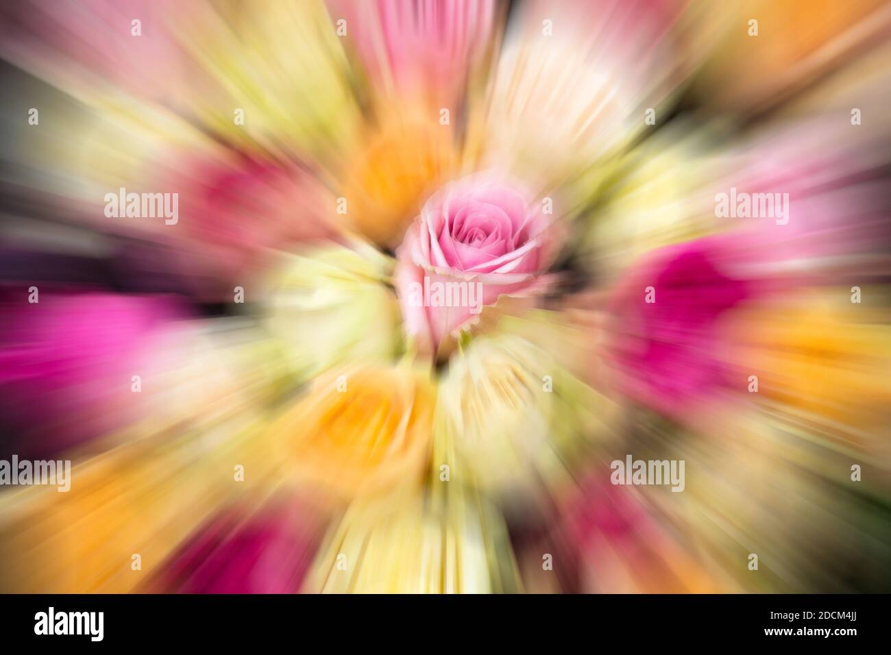 Bouquet effect hi-res stock photography and images - Alamy
