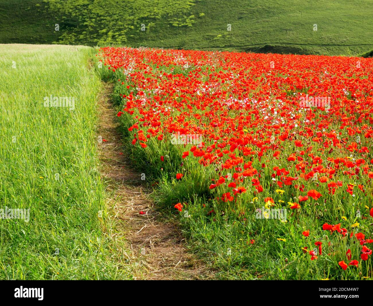 Crantock cornwall hi-res stock photography and images - Alamy