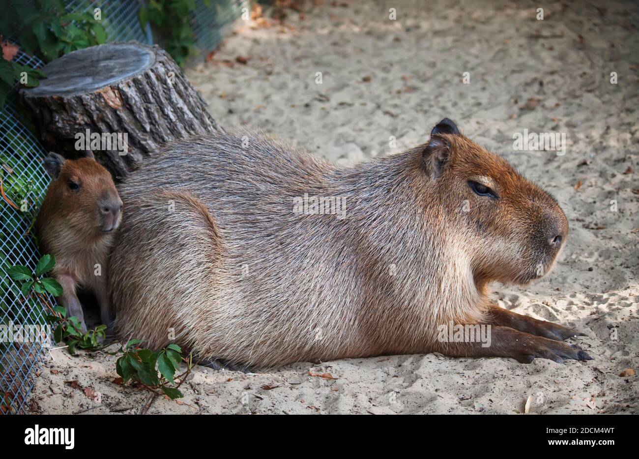 Capybara with baby in the zoo, selective focus Stock Photo - Alamy