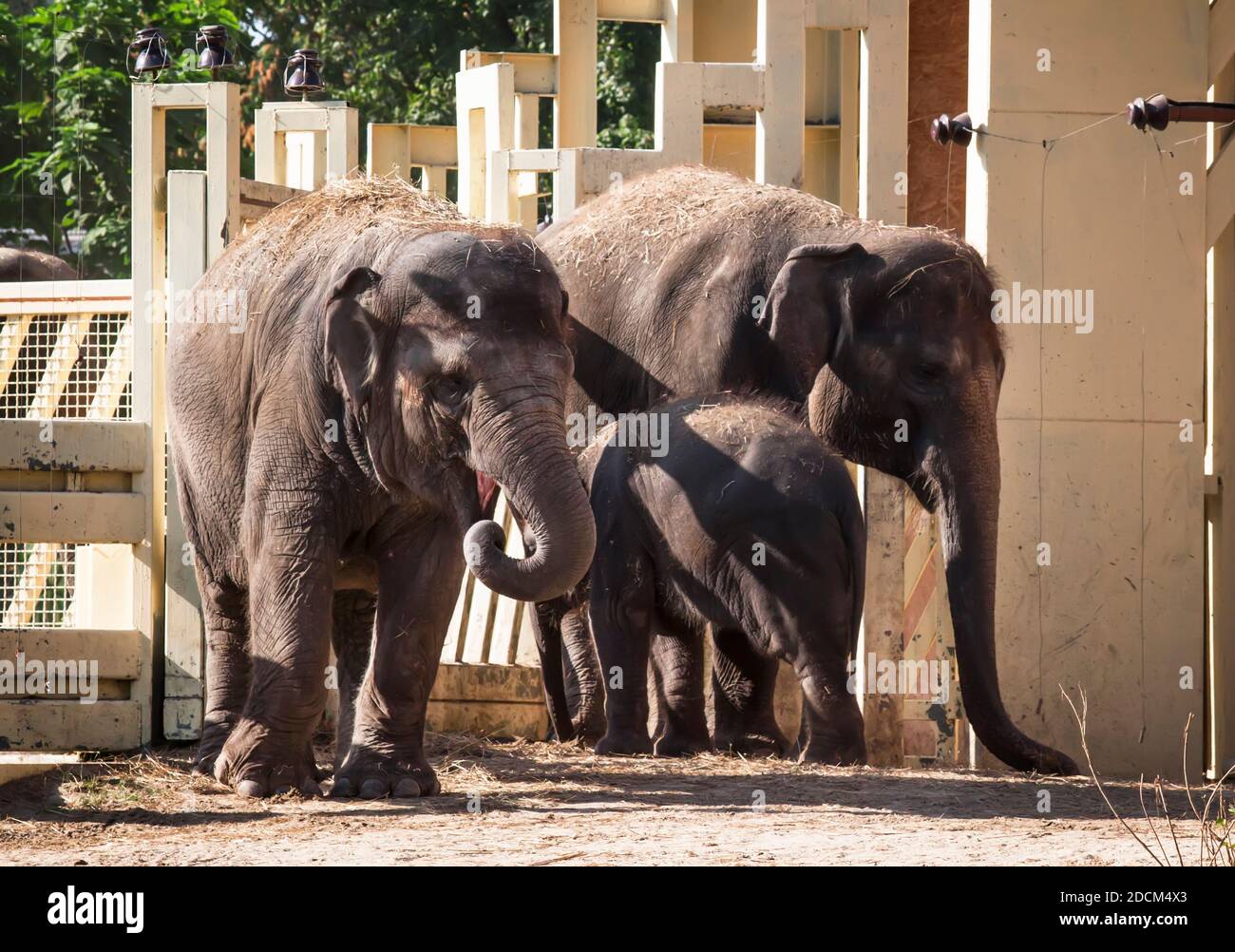 Family of elephants with a baby in the zoo, selective focus Stock Photo ...