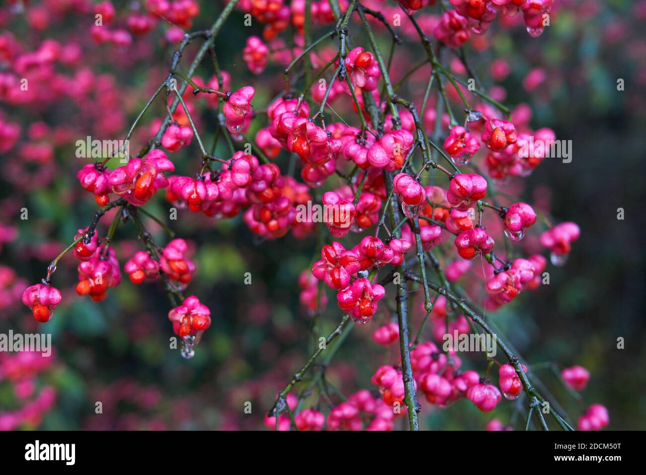 Spindle plant hi-res stock photography and images - Alamy