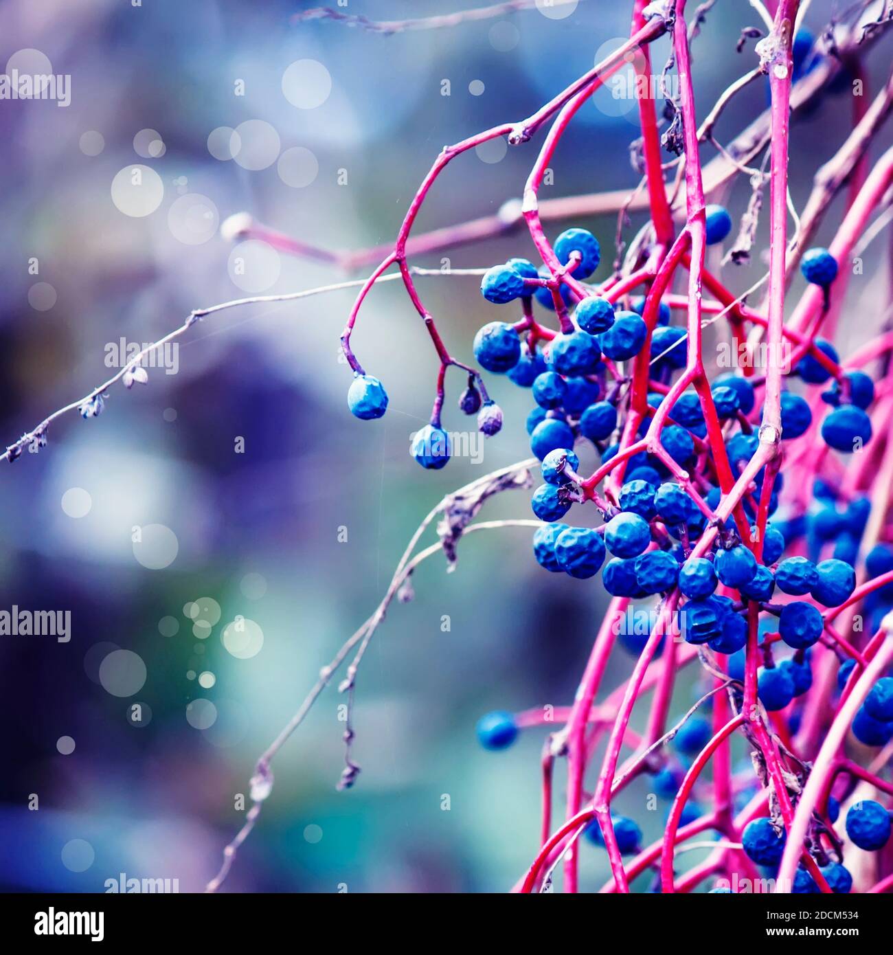 Autumn red-blue natural background with wild grapes, selective focus ...