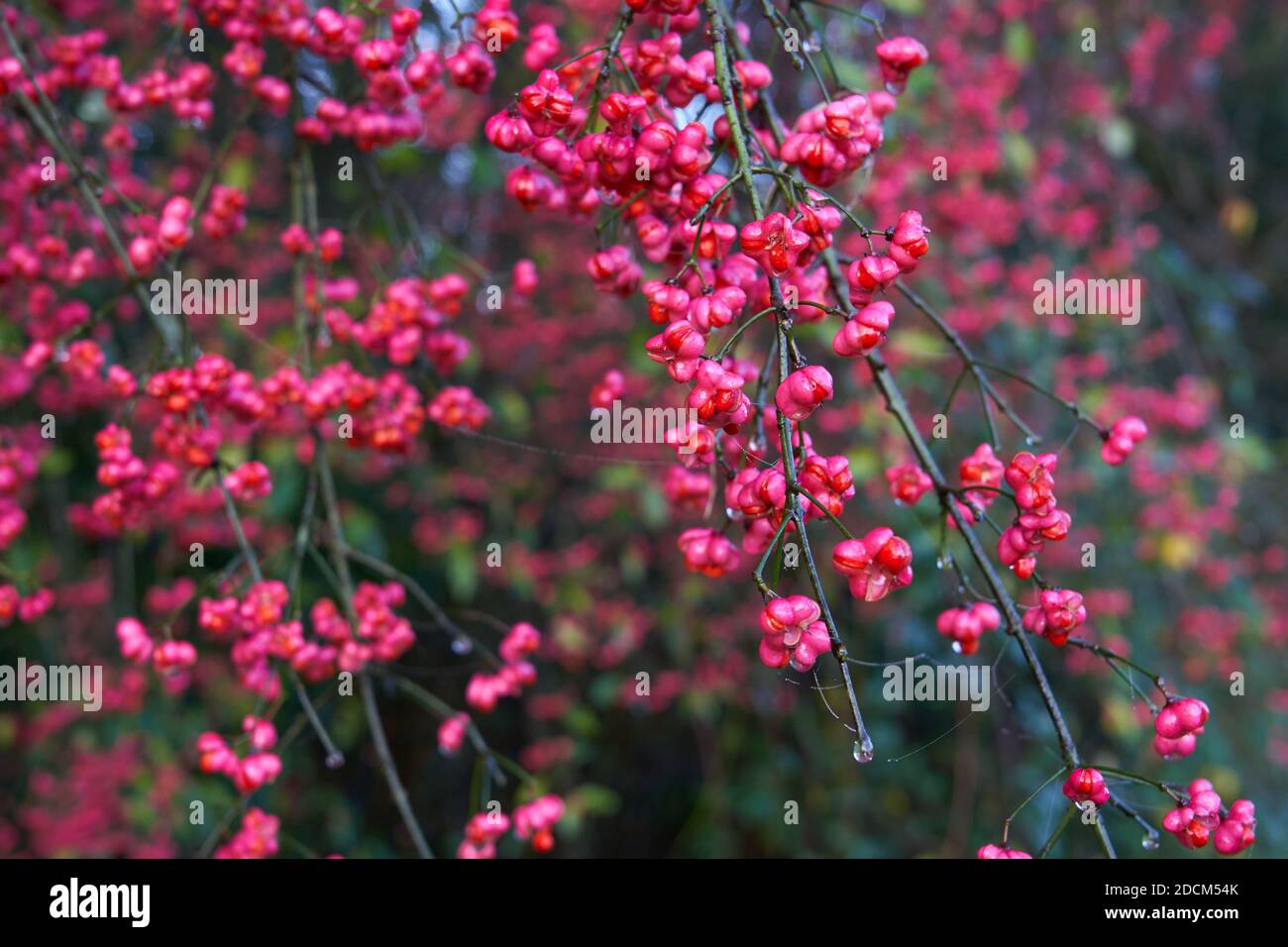 Spindle plant hi-res stock photography and images - Alamy