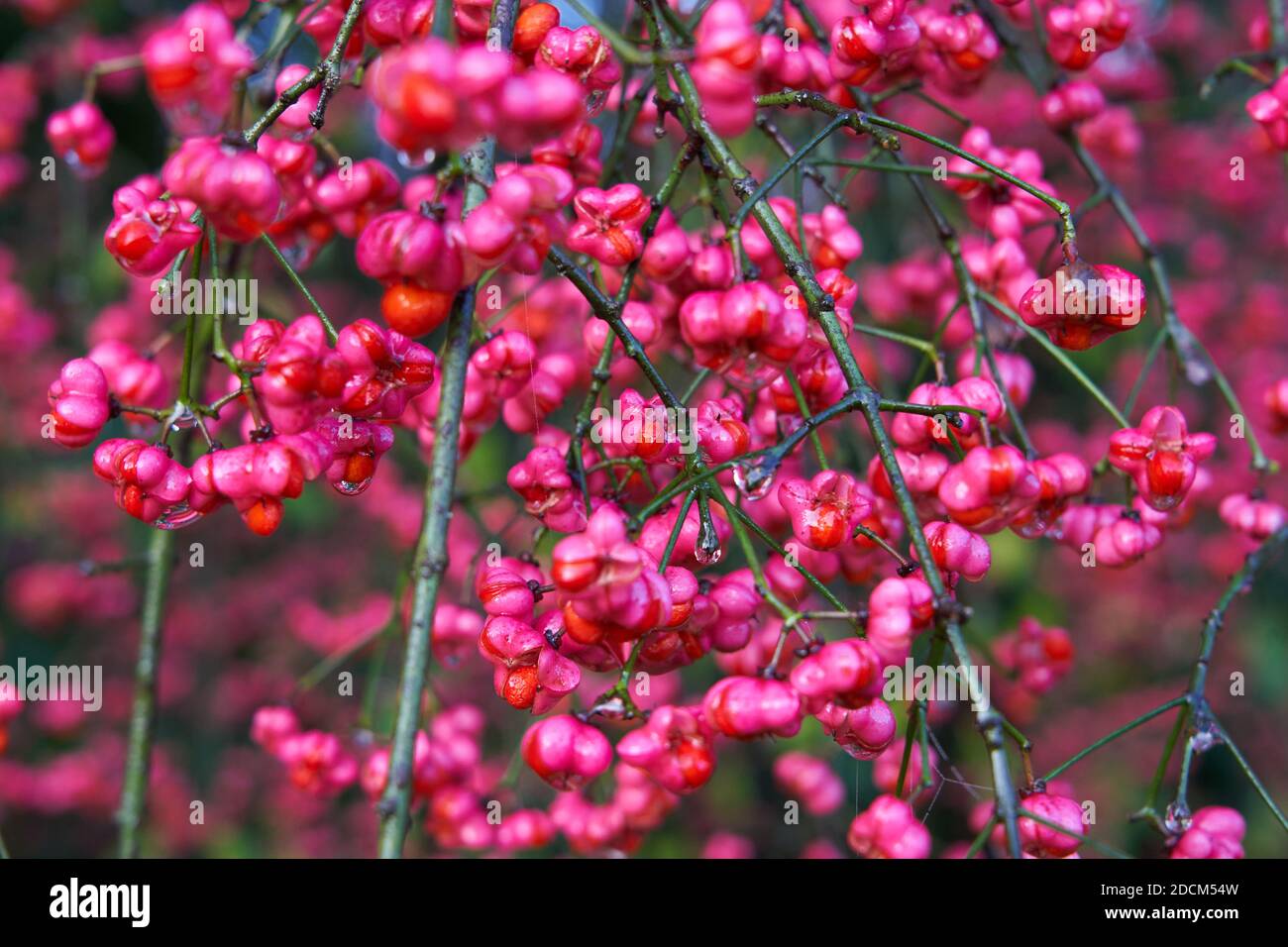 Spindle plant hi-res stock photography and images - Alamy