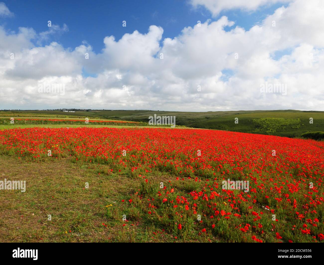Poppies at West Pentire, Crantock, Cornwall Stock Photo - Alamy