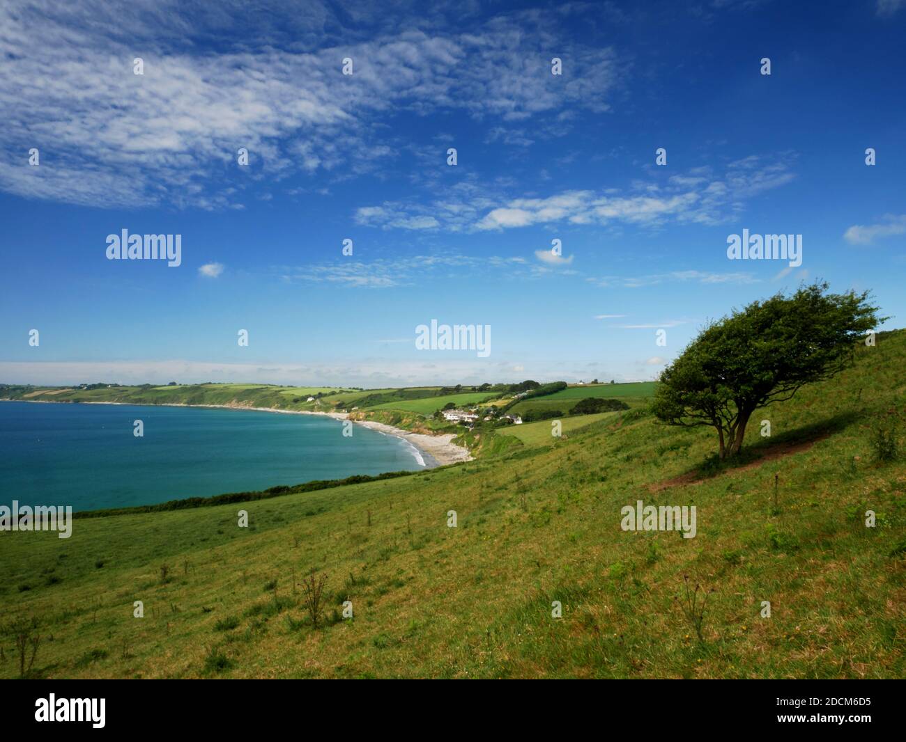 A windblown hawthorn tree overlooking Carne Beach, near Nare Head ...