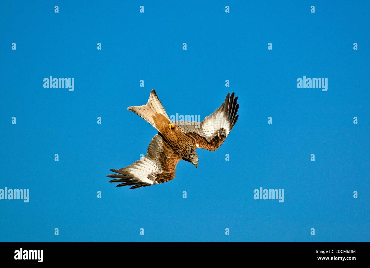 Swooping predator hi-res stock photography and images - Alamy