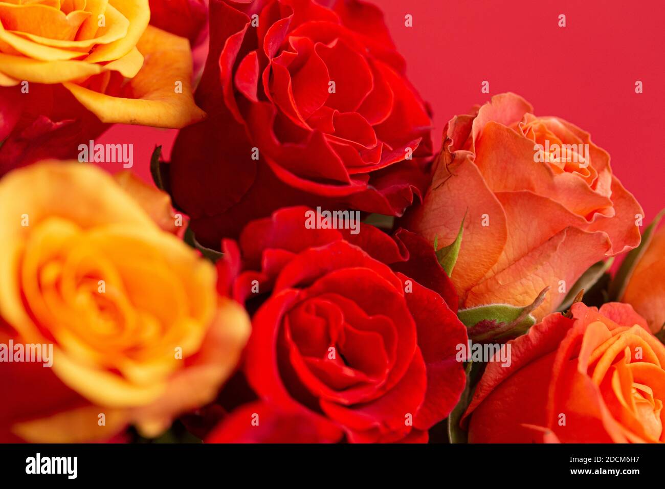 Beautiful roses on a red background. Suitable for advertising layouts ...