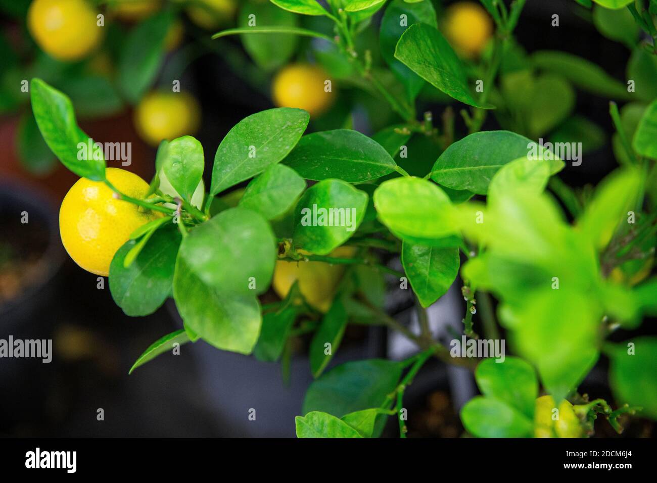 Elegant leaf design lemon hi-res stock photography and images - Alamy