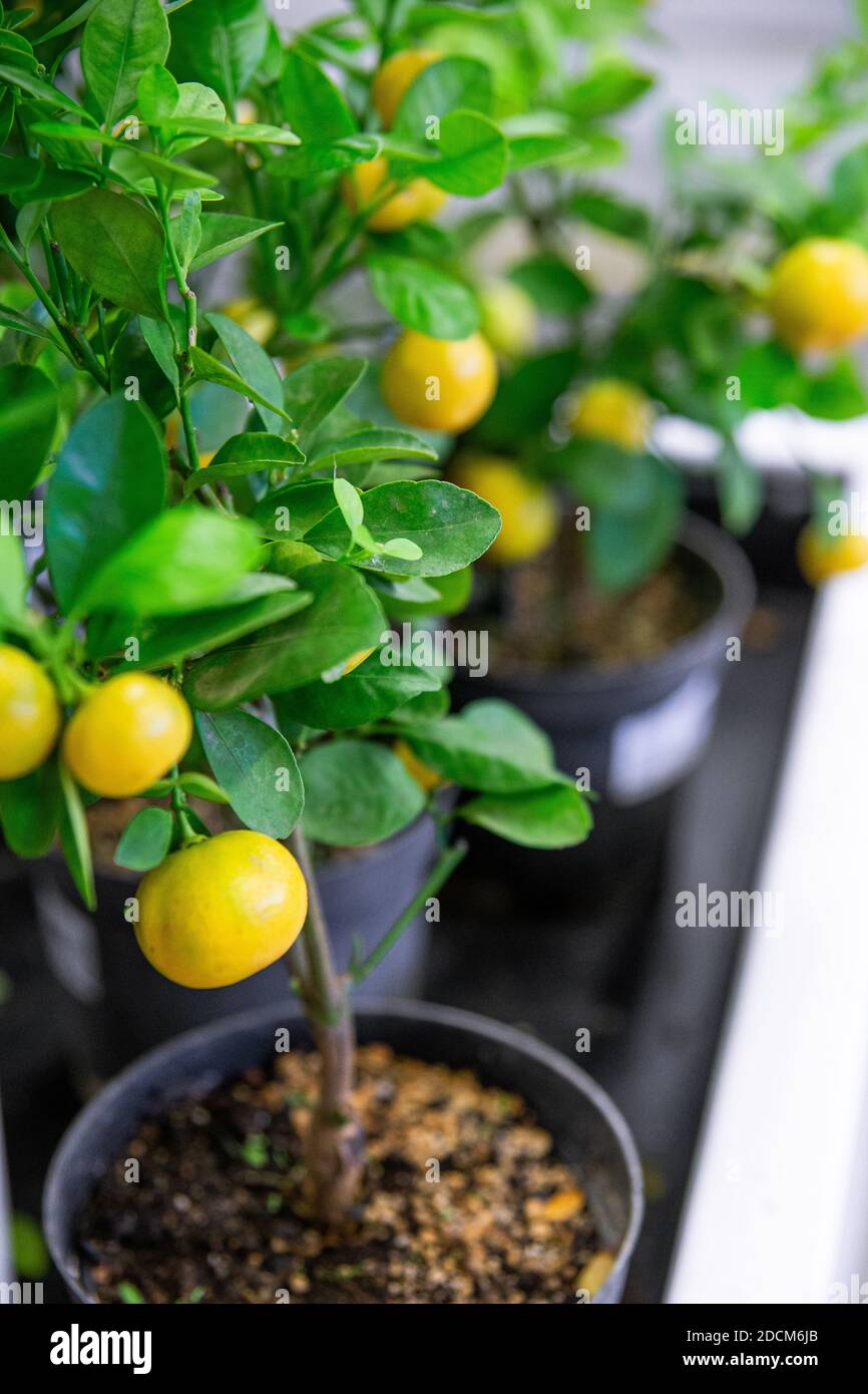 Lemon trees in a pot for sale in a flower shop Stock Photo - Alamy