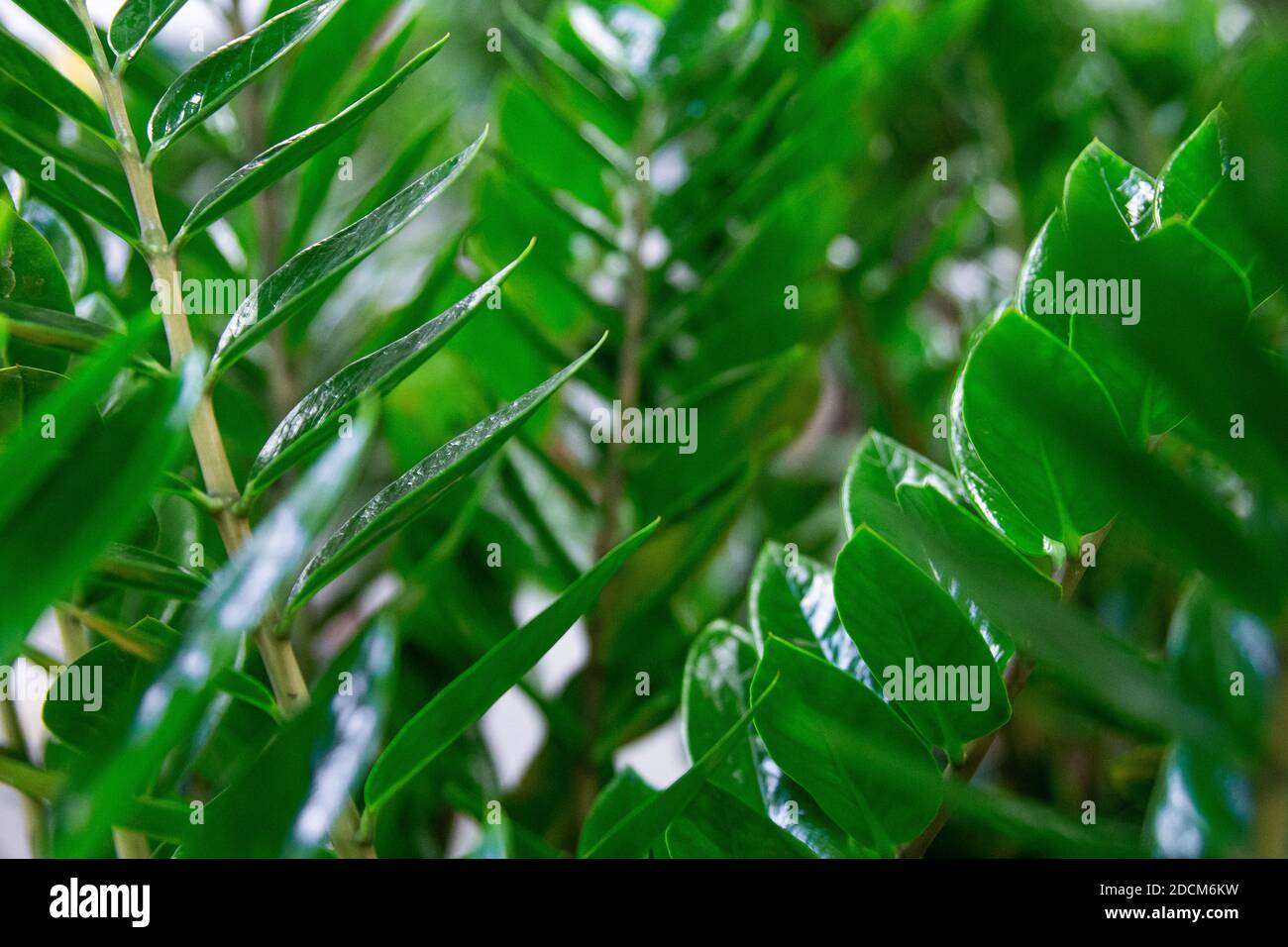 Tropical stems with leaves background. Green texture from natural ...