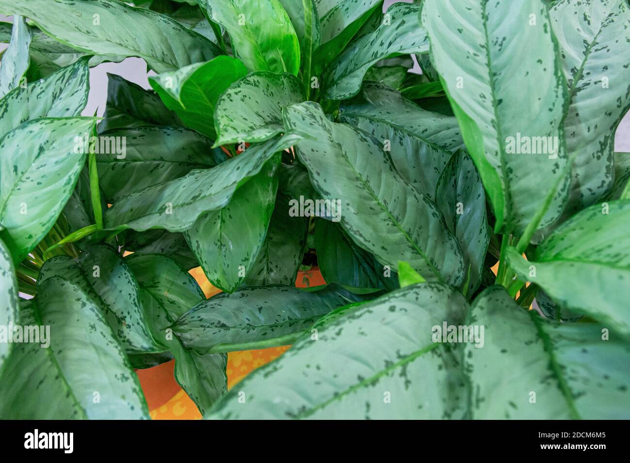 Tropical leaves background. Green texture from natural background Stock ...