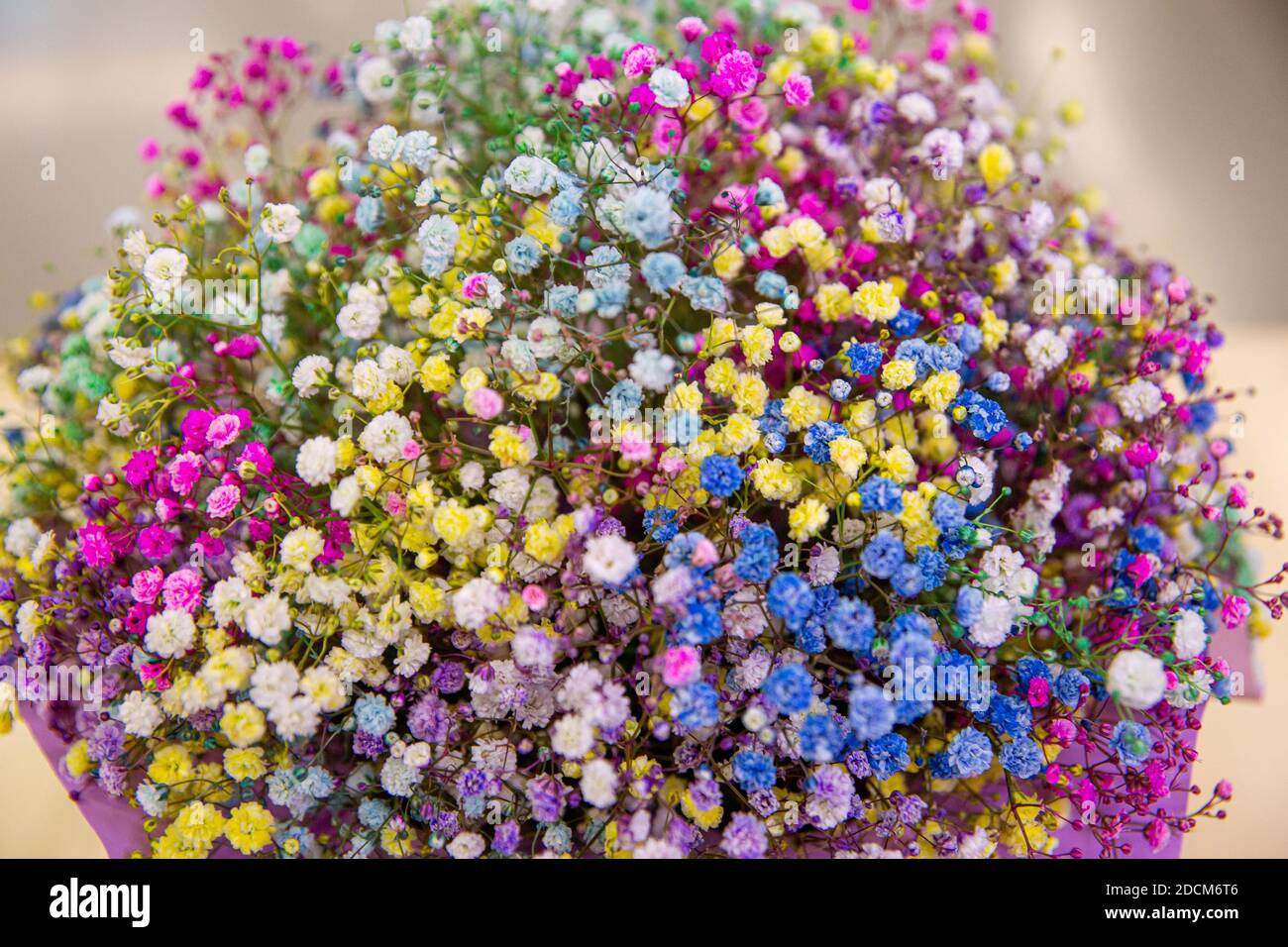 Multi-colored bunch of gypsophila. Background suitable for advertising ...
