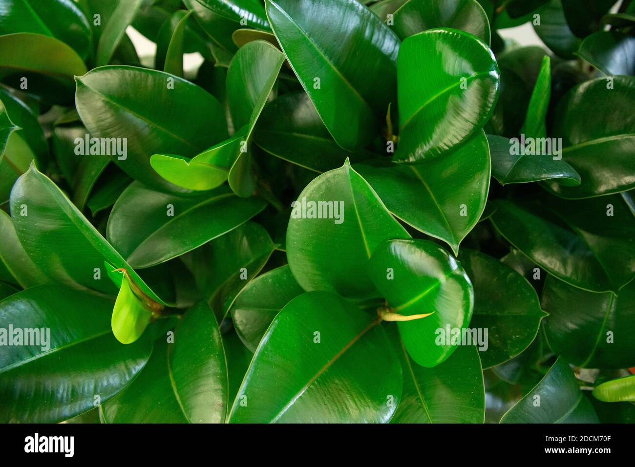 Tropical stems with leaves background. Green texture from natural ...
