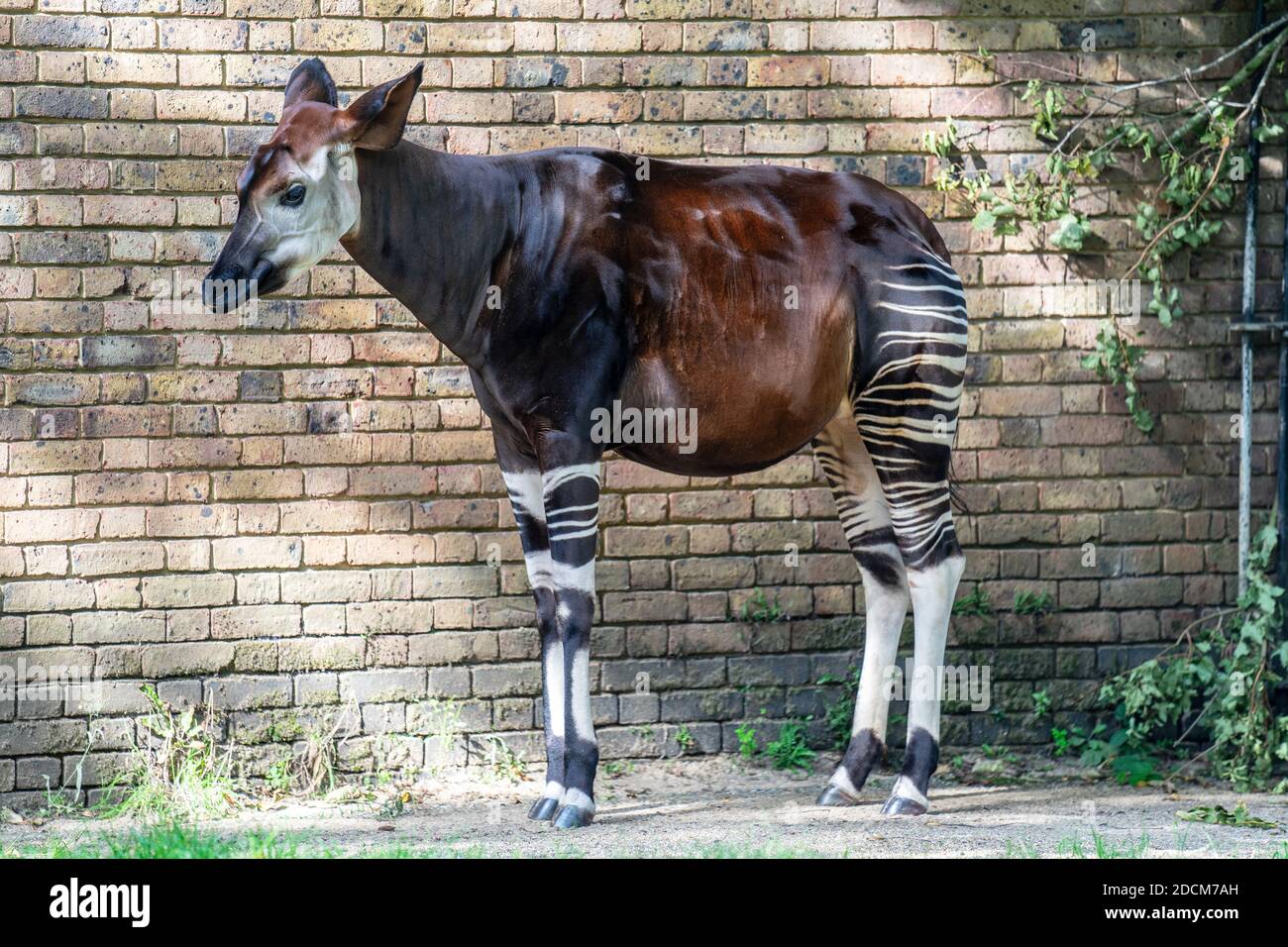 Okapi, Okapia johnstoni, also known as the forest giraffe, Congolese giraffe, or zebra giraffe ...