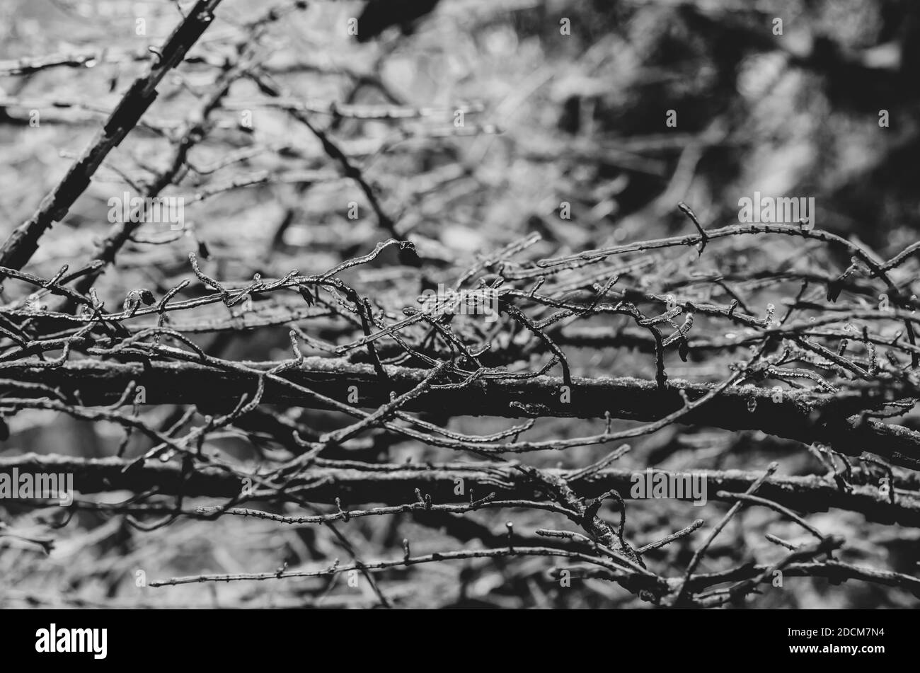 A grayscale shot of tree branches Stock Photo - Alamy