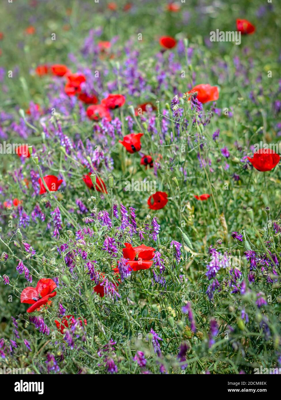 Isolated natural, magical and beautiful open wild grown field- Israel ...