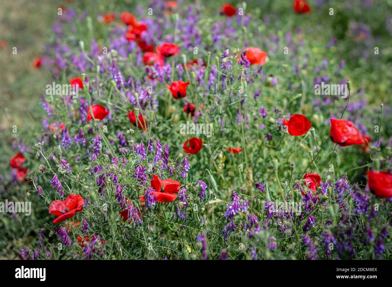 Isolated natural, magical and beautiful open wild grown field- Israel ...
