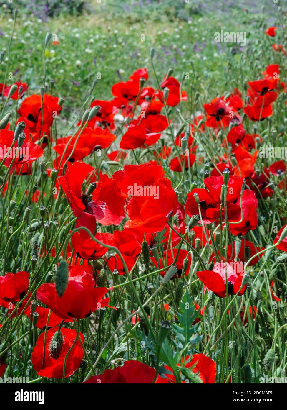 Poppies israel hi-res stock photography and images - Alamy