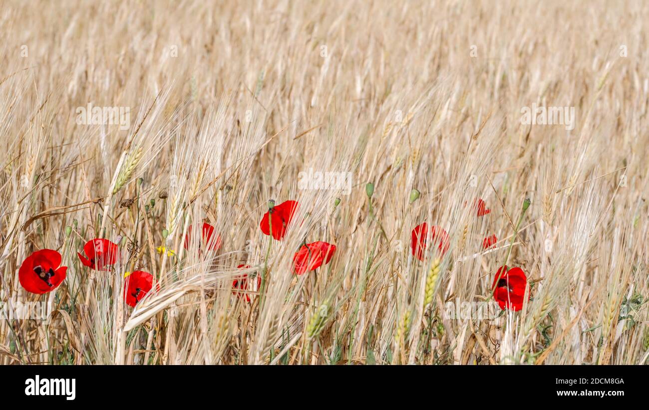 Poppies israel hi-res stock photography and images - Alamy