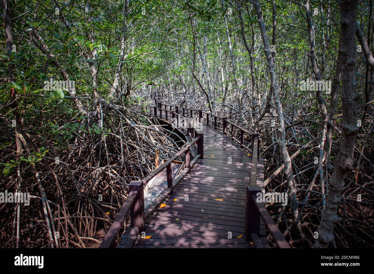 Pranburi Forest park is a mangrove forest near Khao Tao south of Hua ...