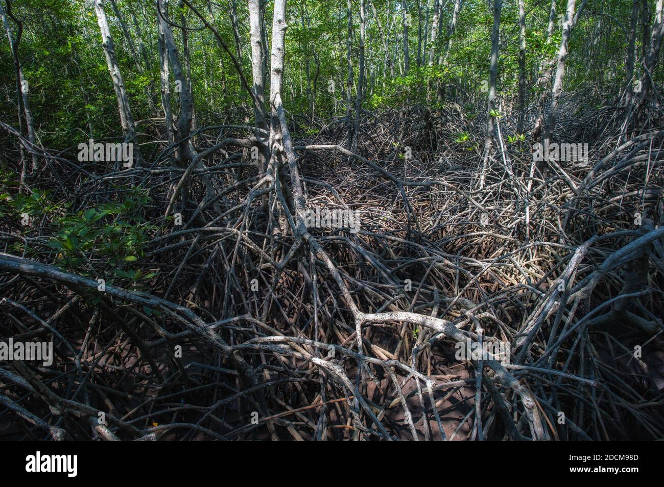 Pranburi Forest park is a mangrove forest near Khao Tao south of Hua ...